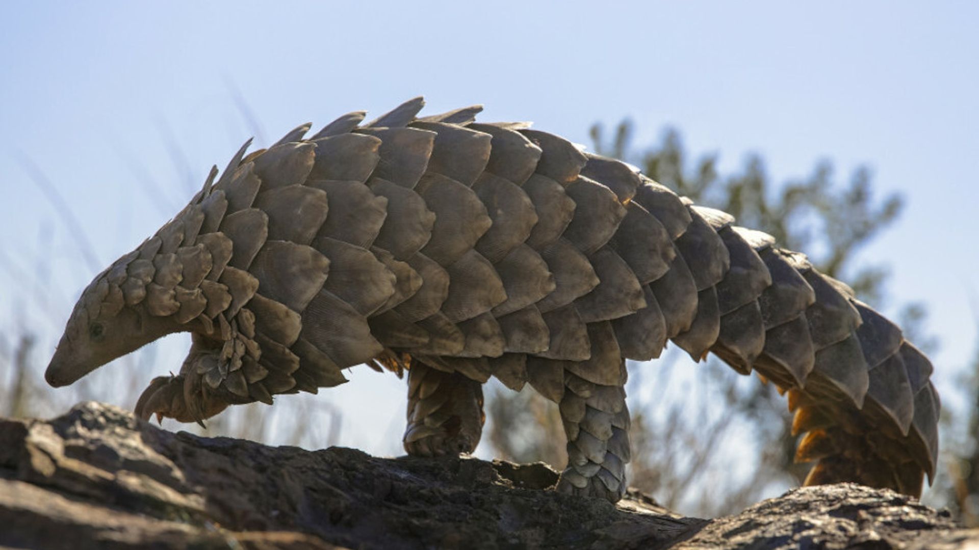 Pangolin to najczęściej przemycane zwierzę świata. Jedyny taki ssak ...