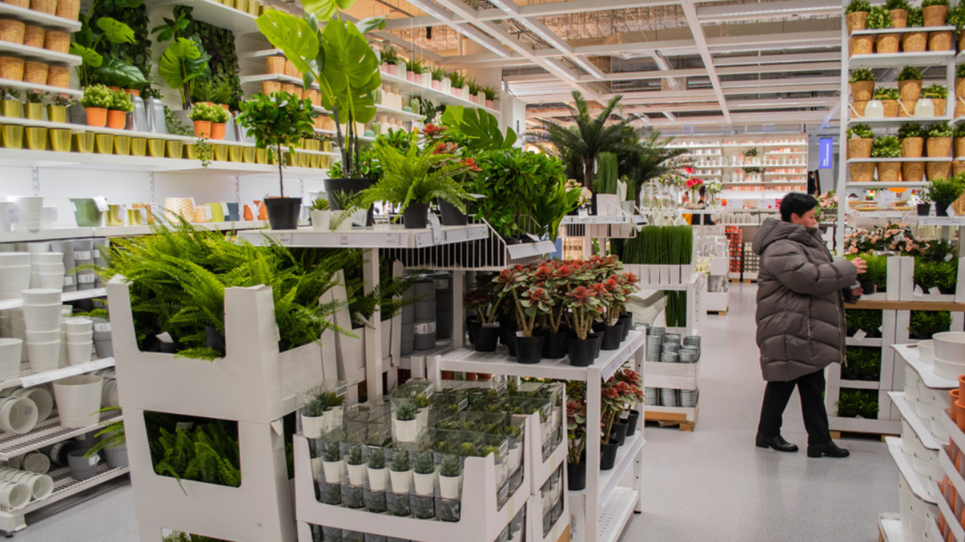 Pasożyty w popularnym produkcie. IKEA ostrzega klientów - Wiadomości ...