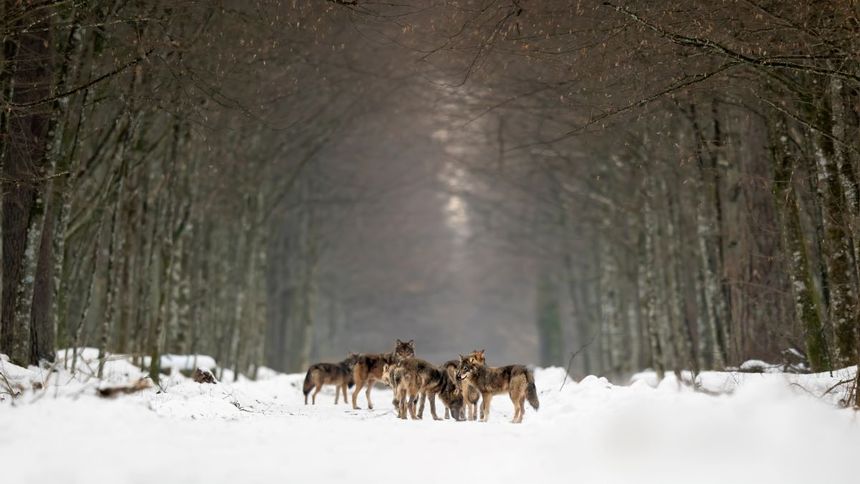 Wilki na Podkarpaciu znowu atakują. Tym razem ofiarą padł pies na ...