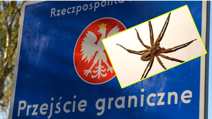 Pająk Nosferatu tuż za polską granicą. Jego ukąszenie może przebić ...